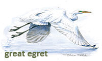 great egret | Game Commission | Commonwealth of Pennsylvania